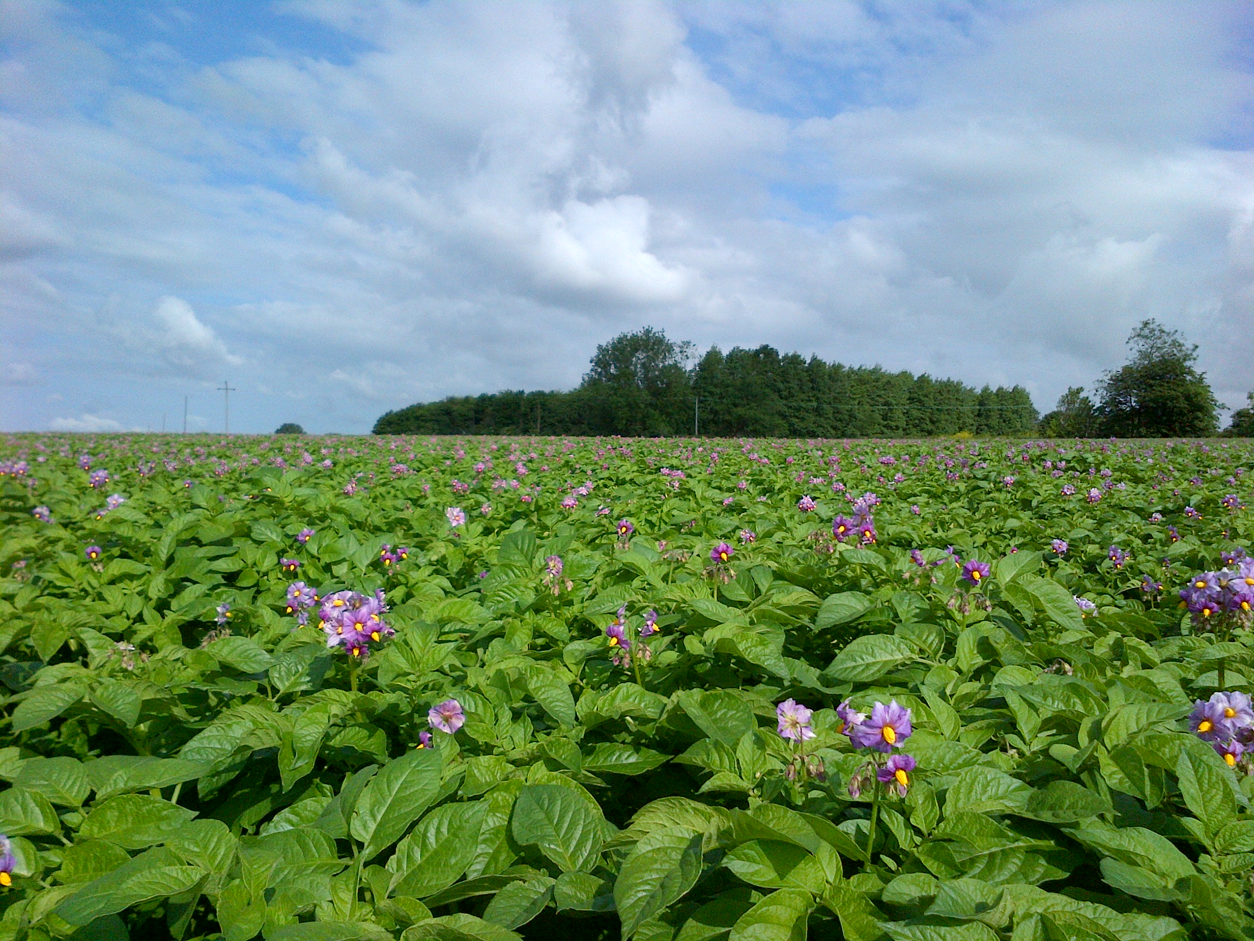 East Suffolk Produce - Our grower - Home Farm (Nacton) Ltd